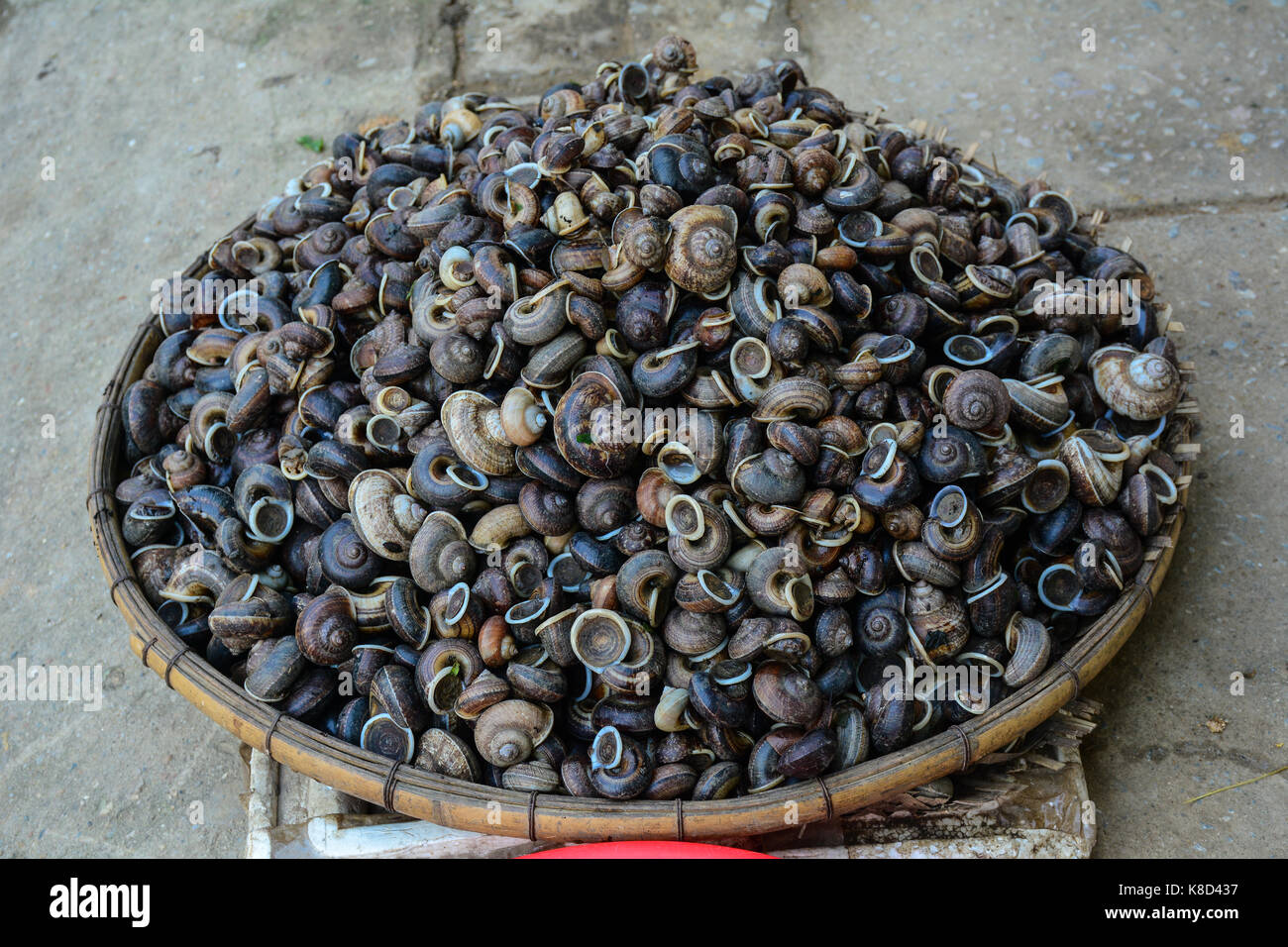 Snails for sale at rural market in Hanoi, Vietnam Stock Photo - Alamy