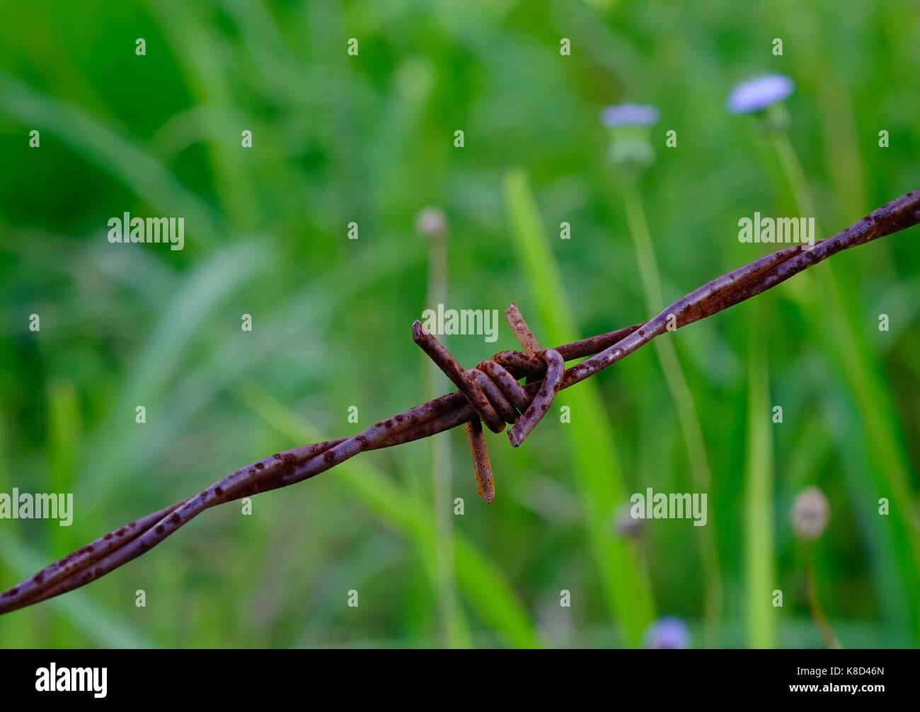 Close-up of rusty barbed wire fence with nature background Stock Photo ...