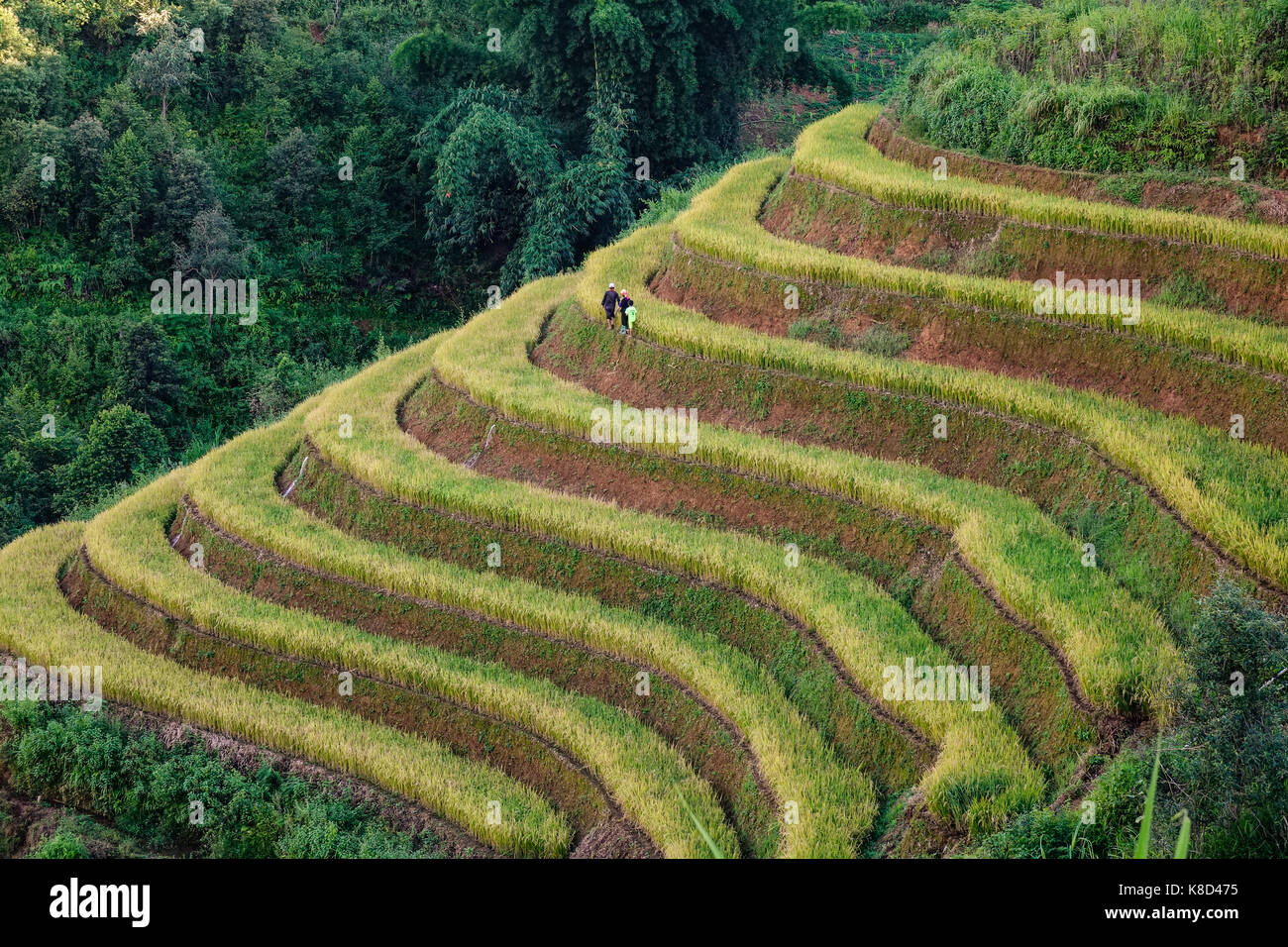 Hmong people and rice field and laos hi-res stock photography and ...