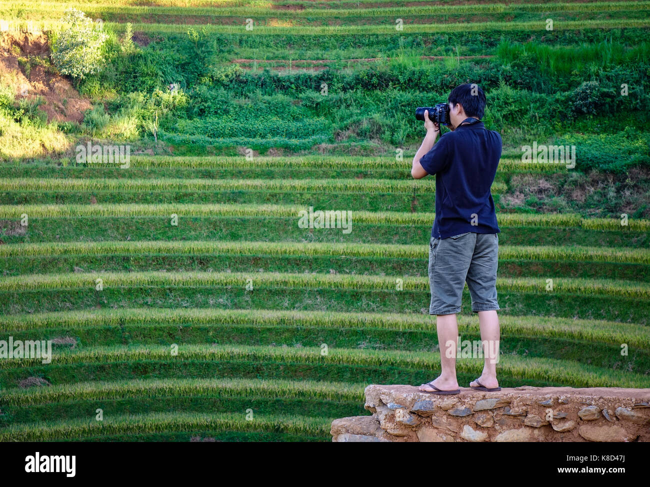 A man taking pictures on the terraced rice field in Vietnam Stock Photo ...