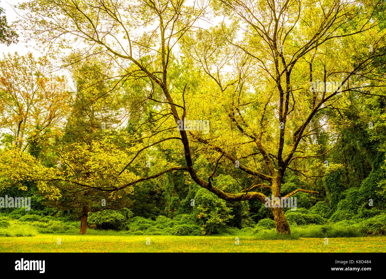 Princeton new jersey autumn hi-res stock photography and images - Alamy