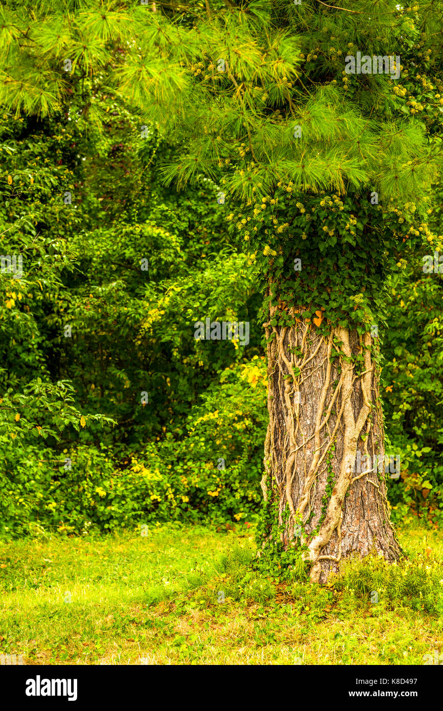 Battlefield activity hi-res stock photography and images - Alamy