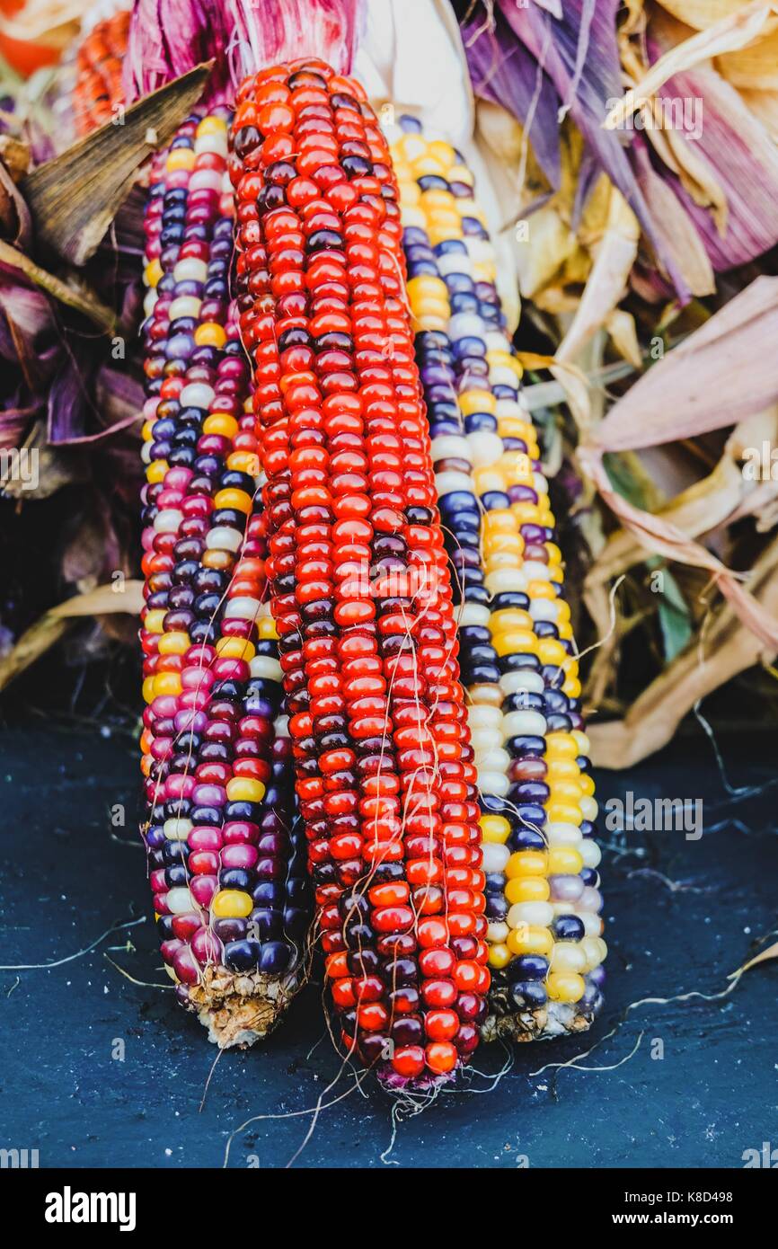 Indian corncob hi-res stock photography and images - Alamy