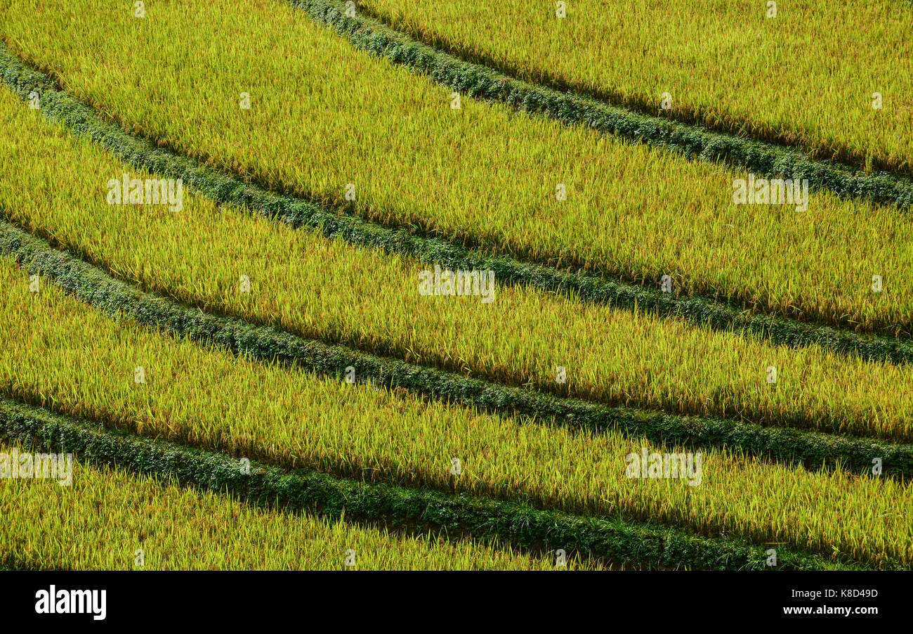 Landscape of terraced rice field in Northern Vietnam. Rice terraces are ...