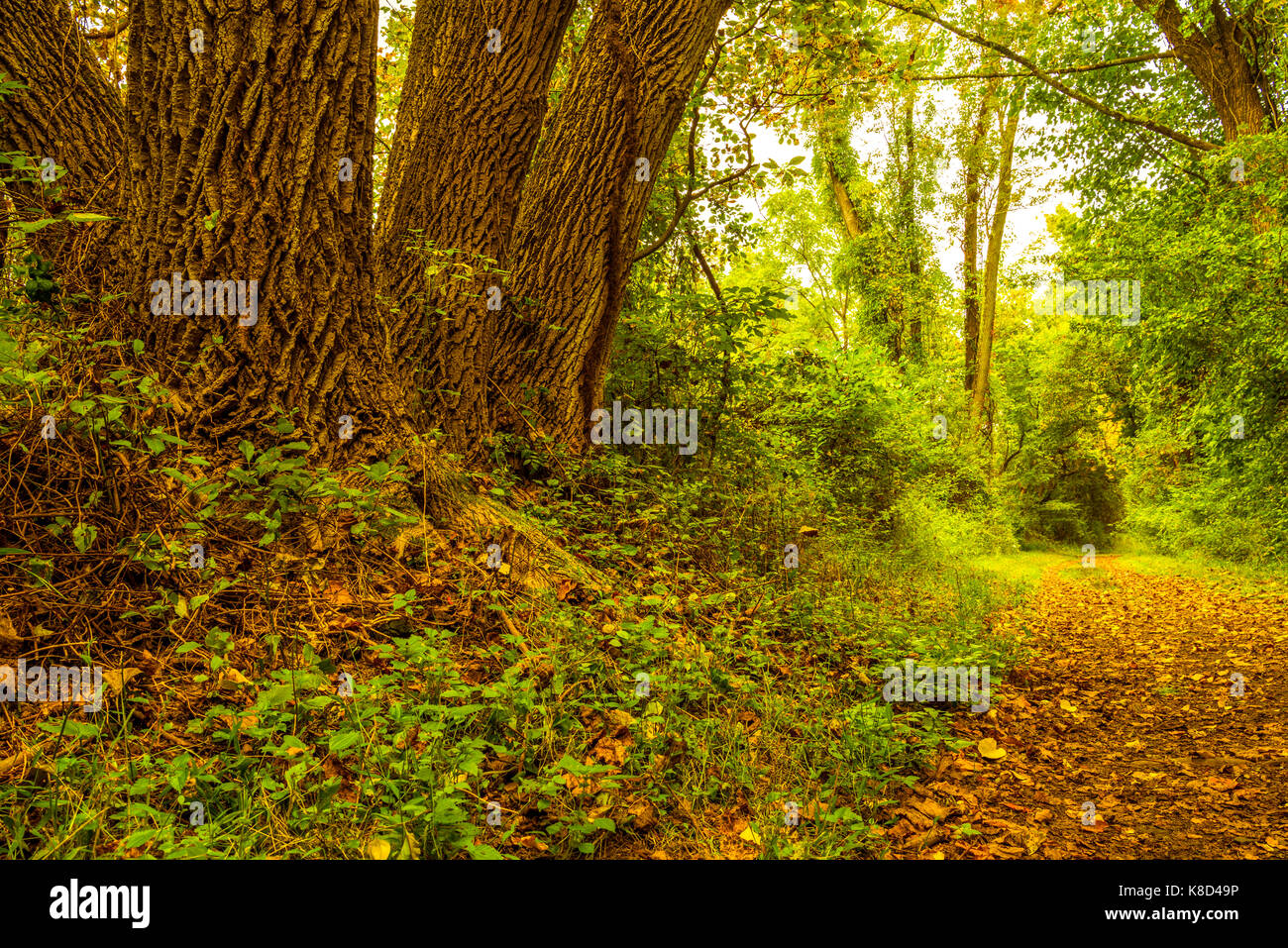 Colorful autumn landscape with a trees on the left side and a path on ...