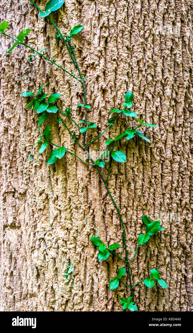 Beautiful tree texture/ background with green leaves Stock Photo - Alamy