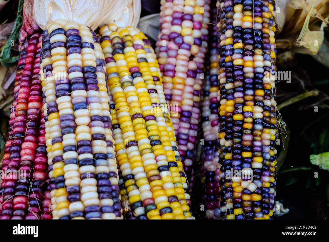 Multicolored Indian Corn at a fresh market Stock Photo - Alamy