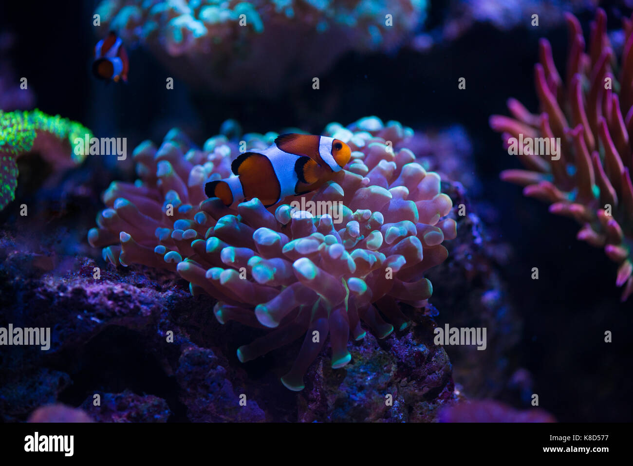 clown fish with corals Stock Photo - Alamy