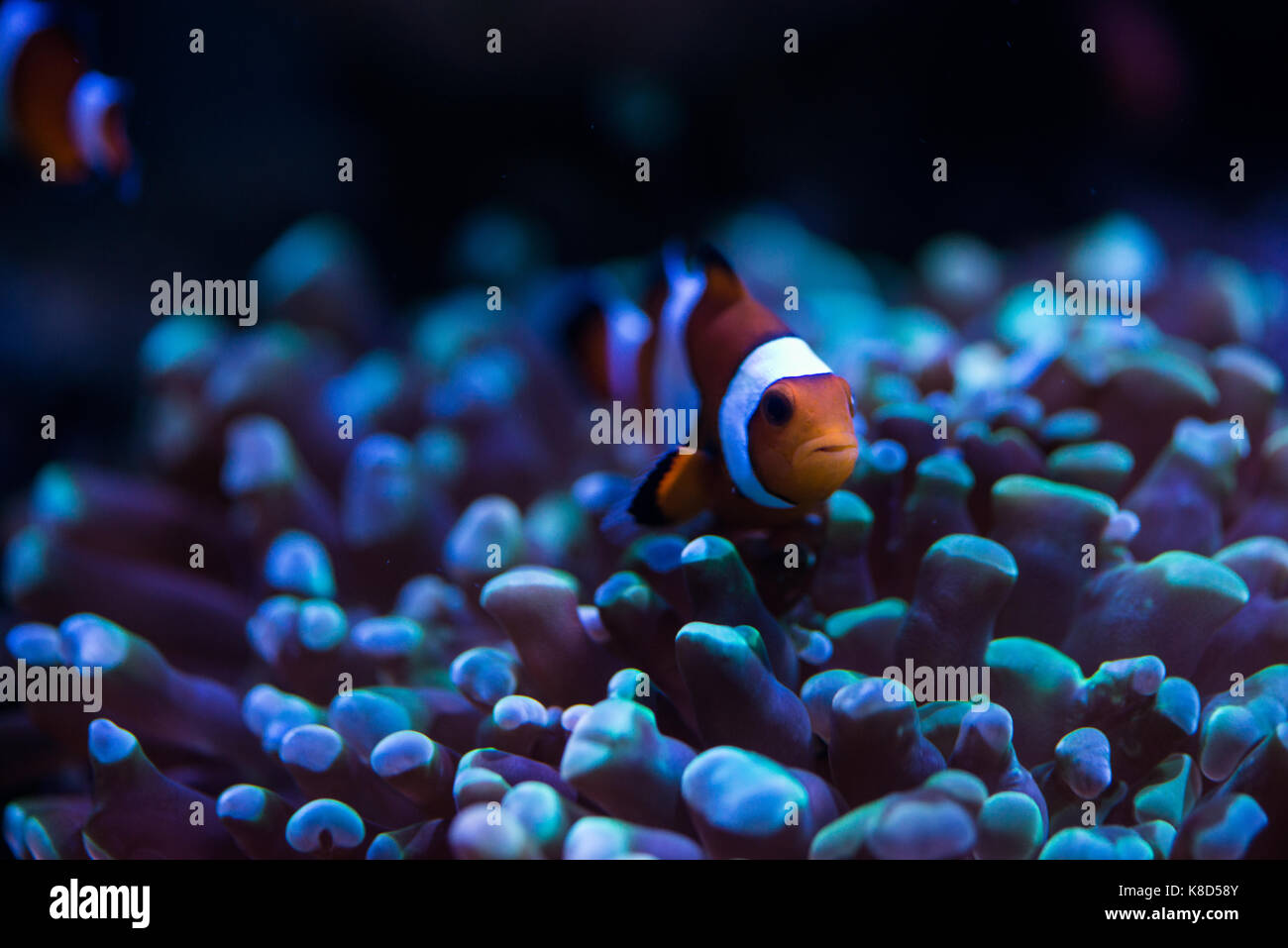 clown fish with corals Stock Photo - Alamy