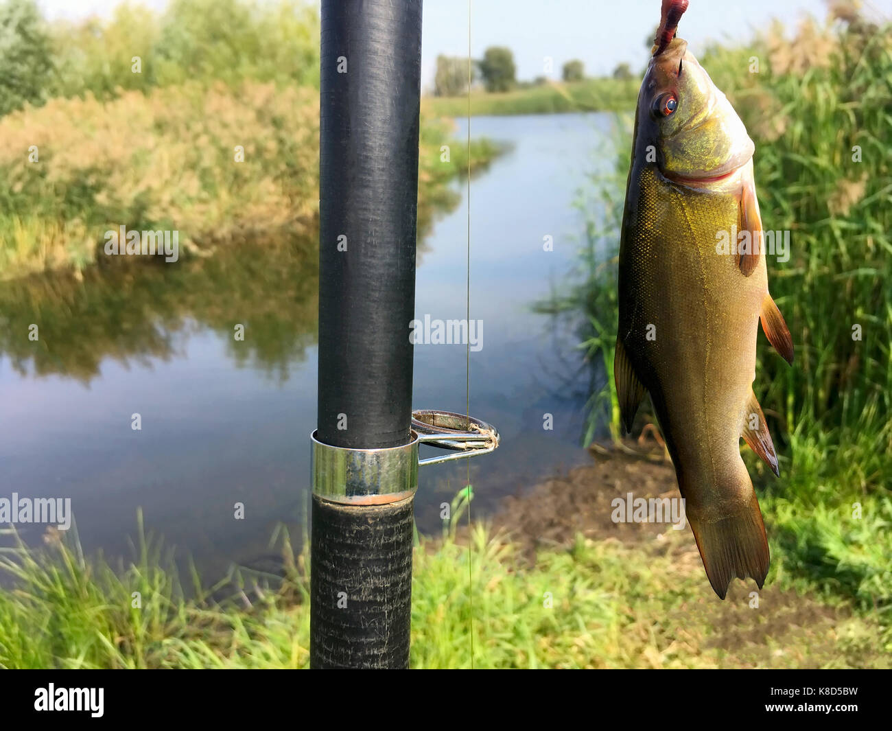 Fishing rod and a fish caught in a lake Stock Photo - Alamy