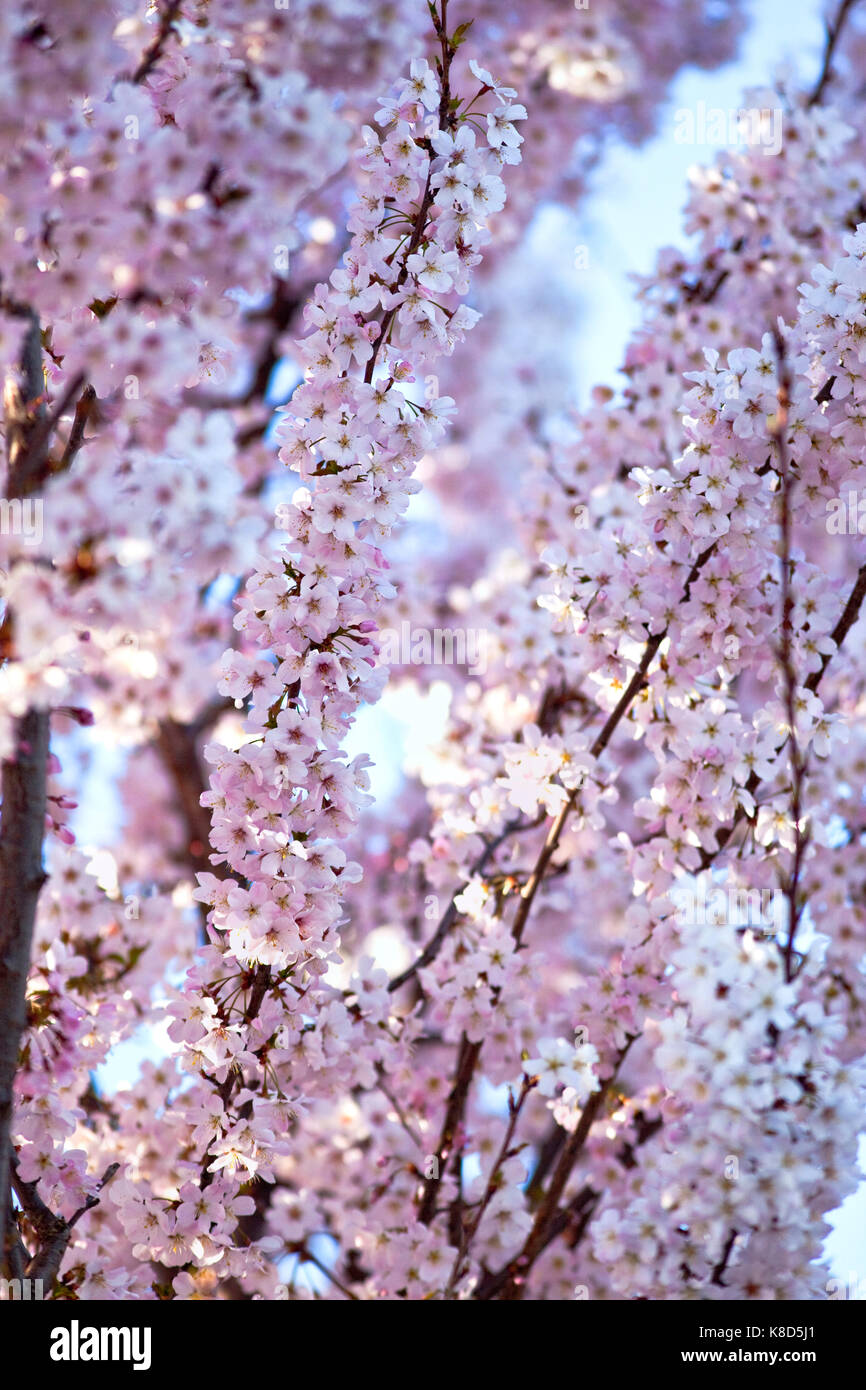 Close up of cherry blossoms in Spring Stock Photo - Alamy