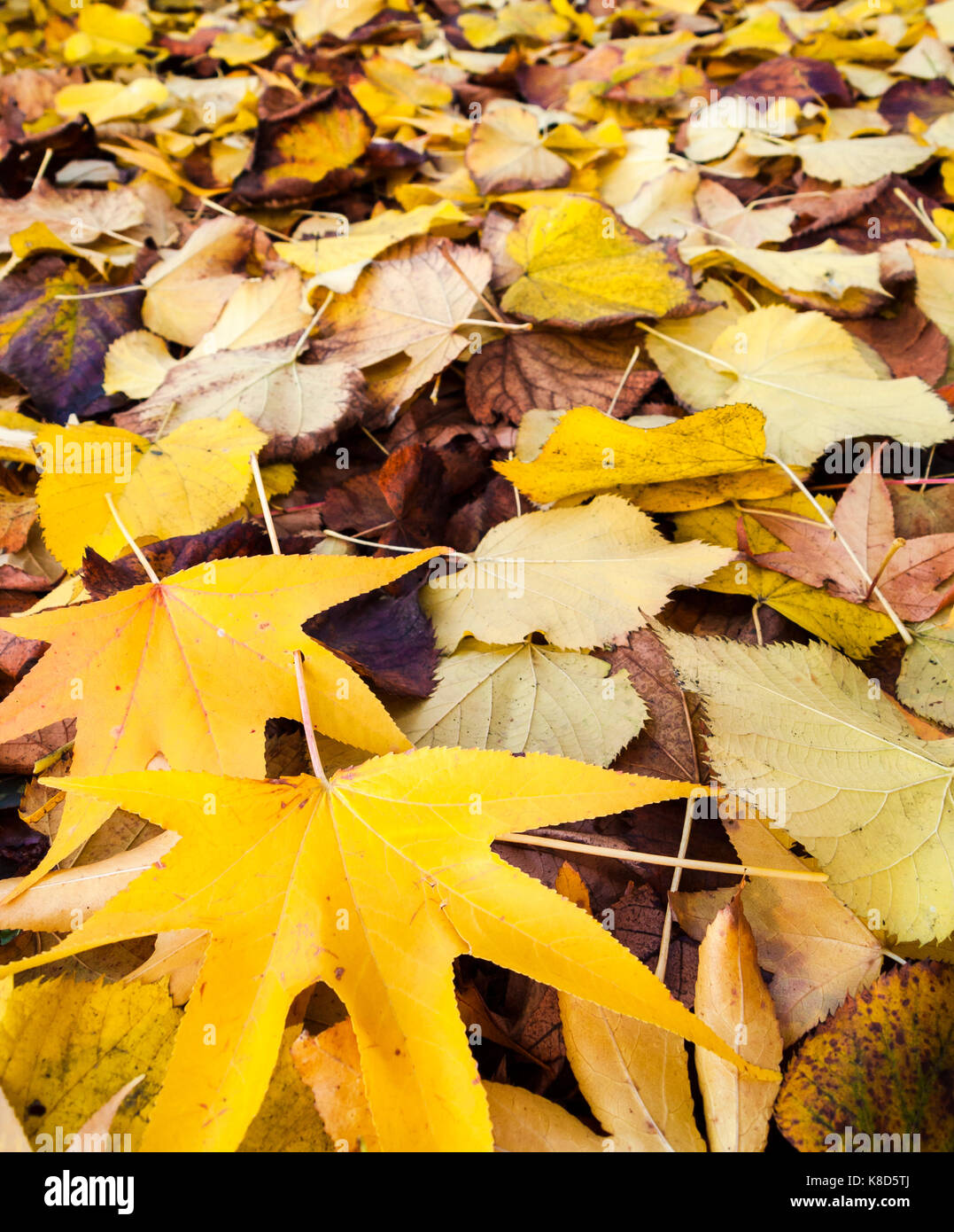 Fallen leaves in the fall Stock Photo - Alamy