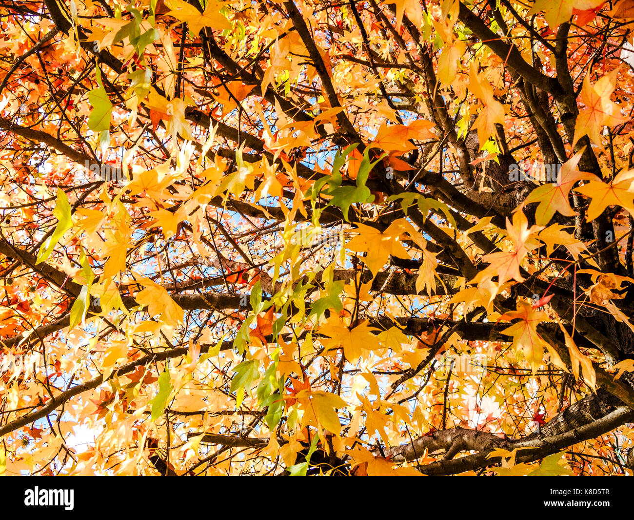 Autumn leaves fall from branches of trees with blue sky Stock Photo - Alamy