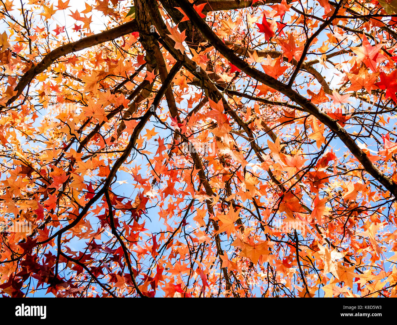 Autumn leaves fall from branches of trees Stock Photo - Alamy
