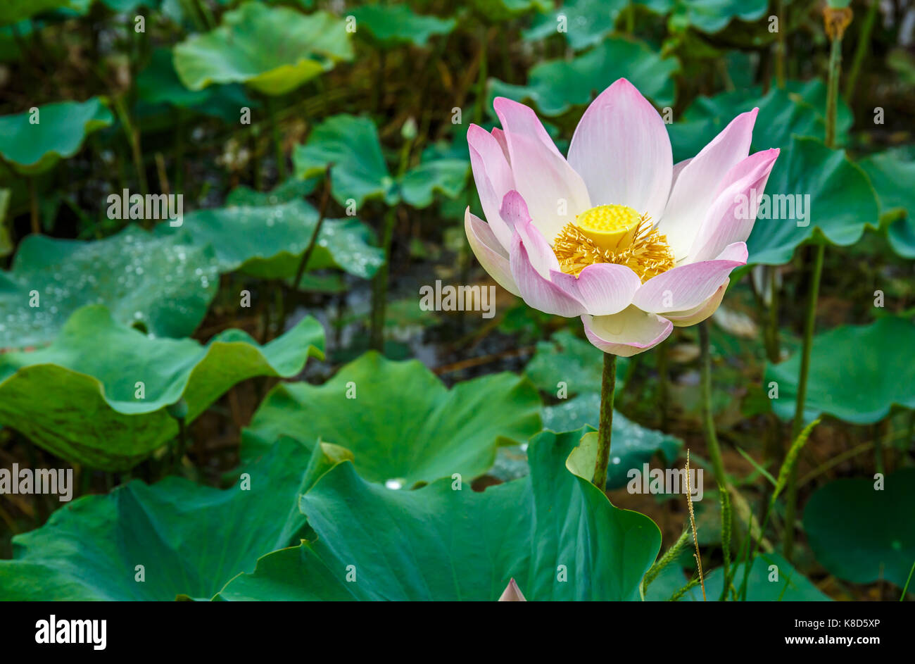 Elegant Pink and White Lotus Flower Charmingly Bloom in a Peaceful ...