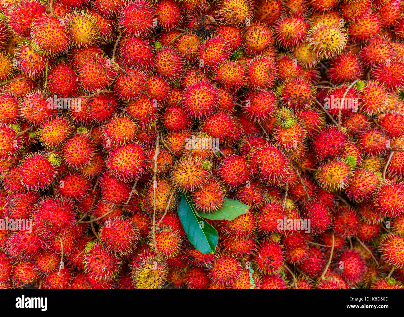 Fresh Ripe Rambutan the Popular Juicy Sweet Tropical Fruit Full of ...