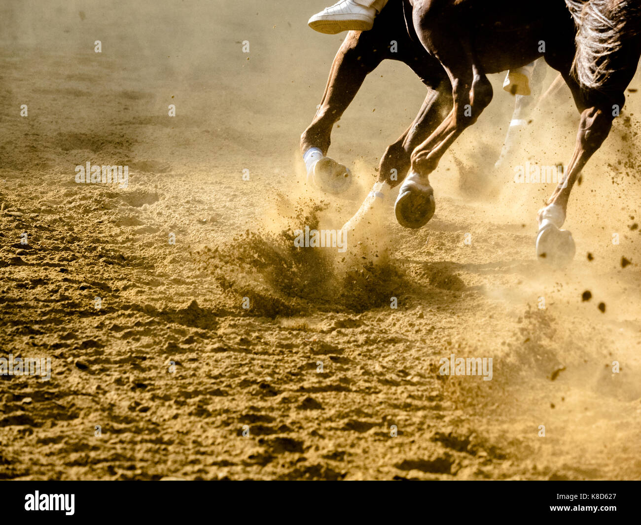 Powerful horse galloping hi-res stock photography and images - Alamy