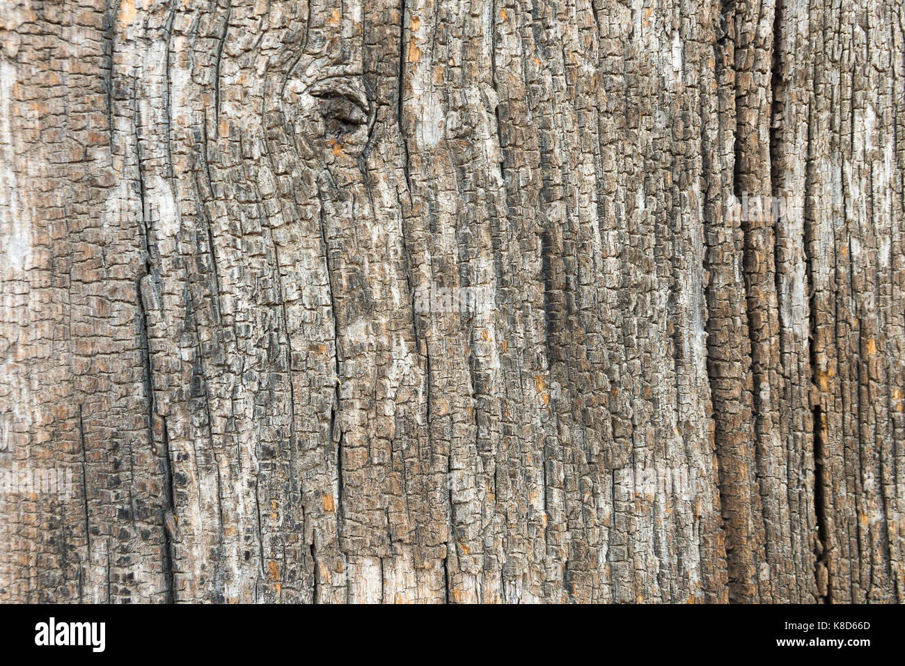 Old Wood Tree Texture Background Stock Photo - Alamy