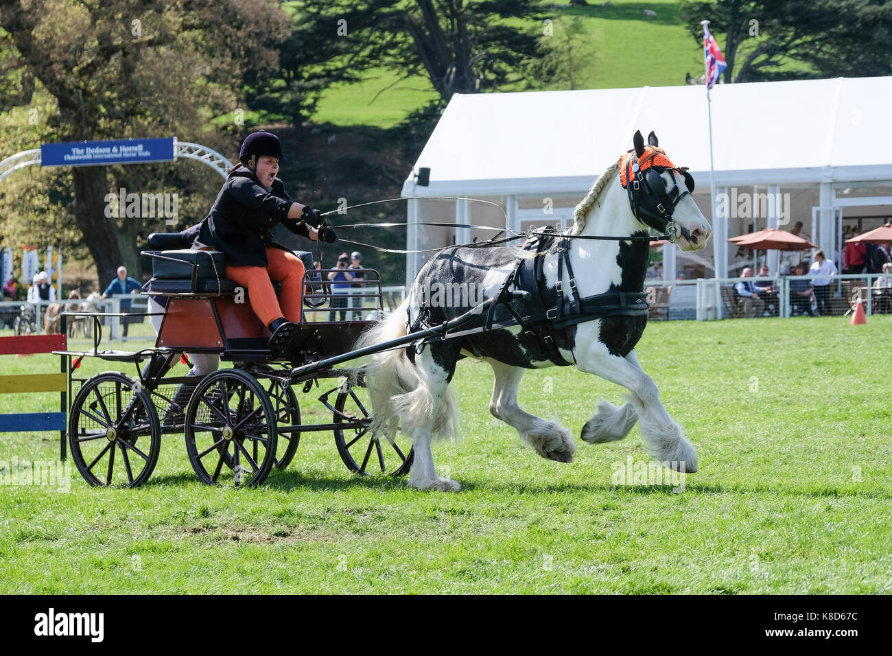 Scurry racing at Chatworth International Horse Trials Stock Photo - Alamy