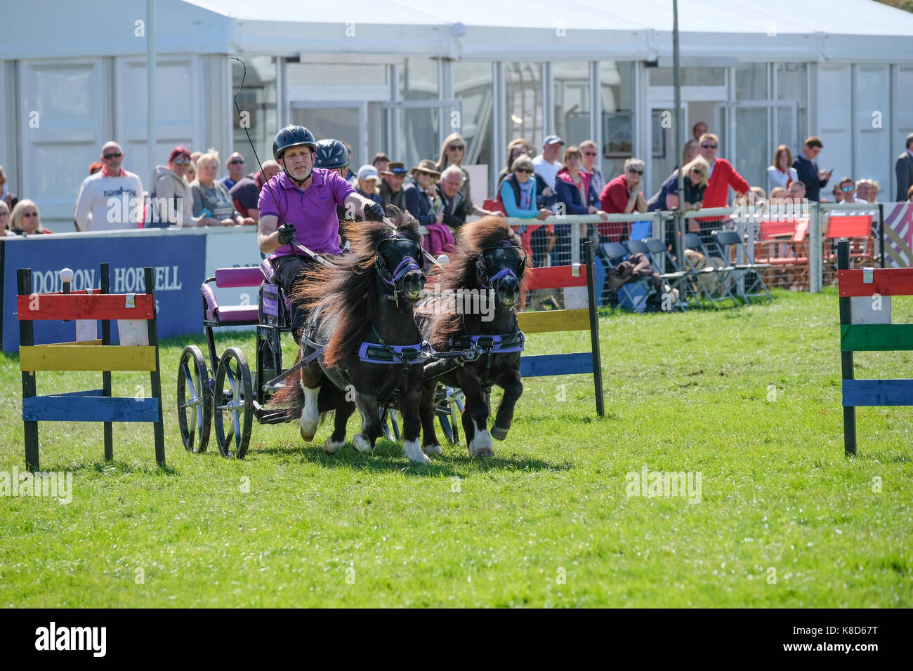 Scurry racing at Chatworth International Horse Trials Stock Photo - Alamy