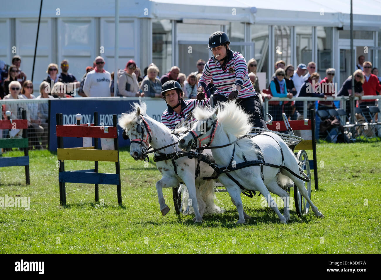 Scurry racing at Chatworth International Horse Trials Stock Photo - Alamy