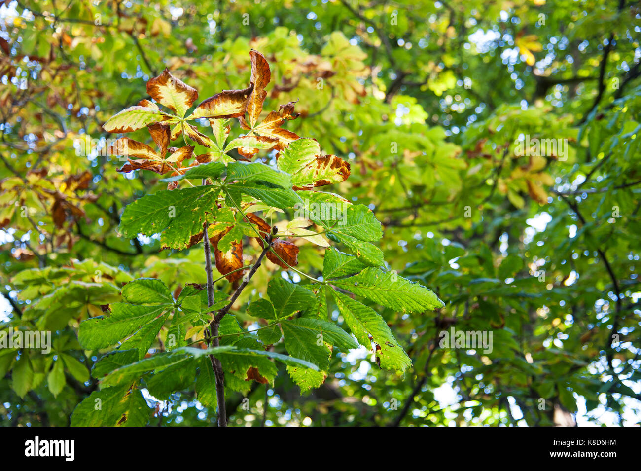 Signs of autumn hi-res stock photography and images - Alamy