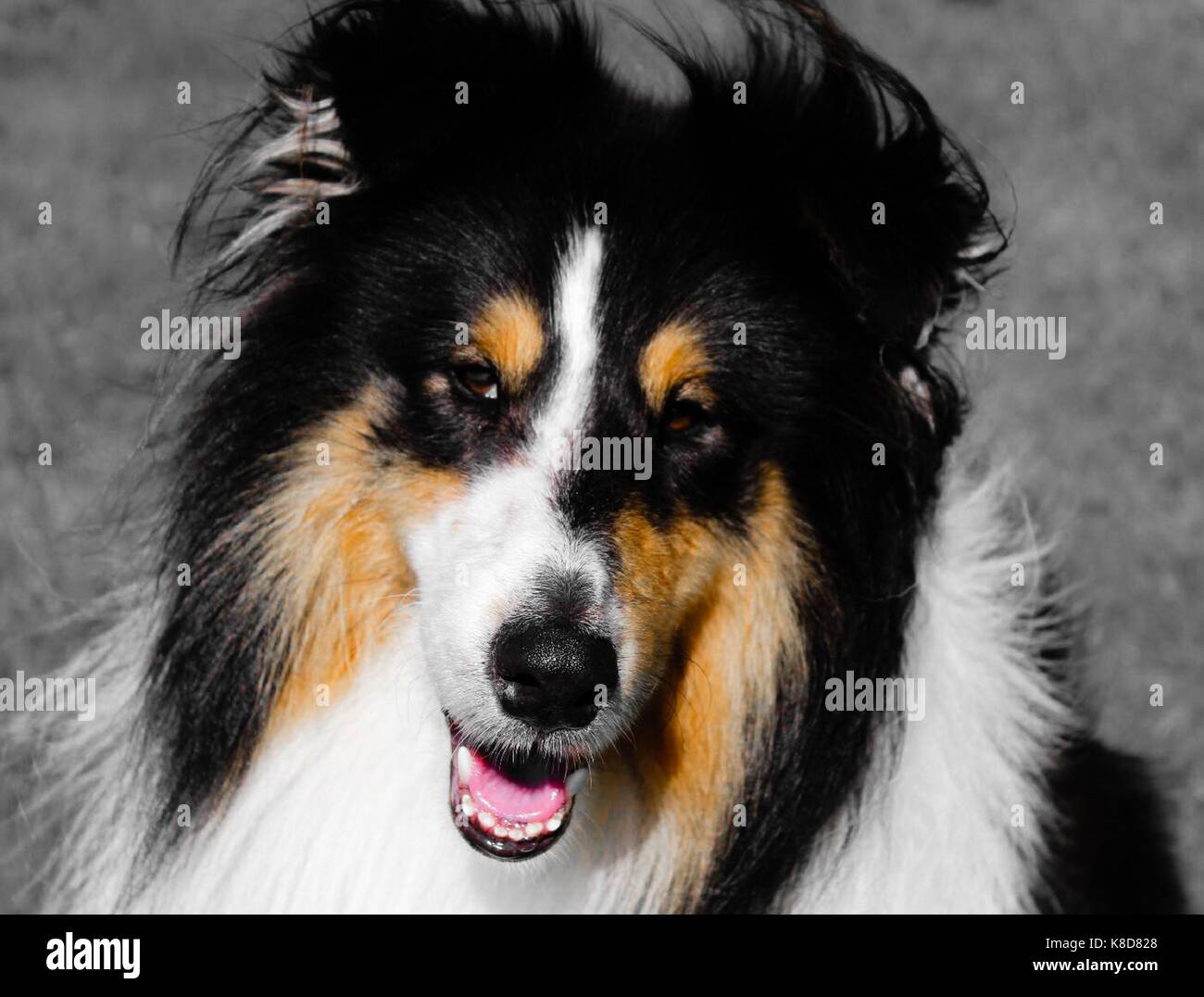 Tri-colour rough collie playing in a meadow Stock Photo - Alamy