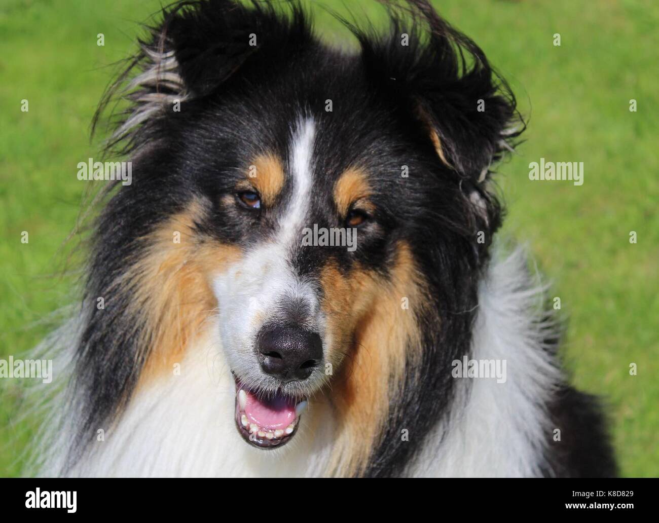 Black tri colour hi-res stock photography and images - Alamy