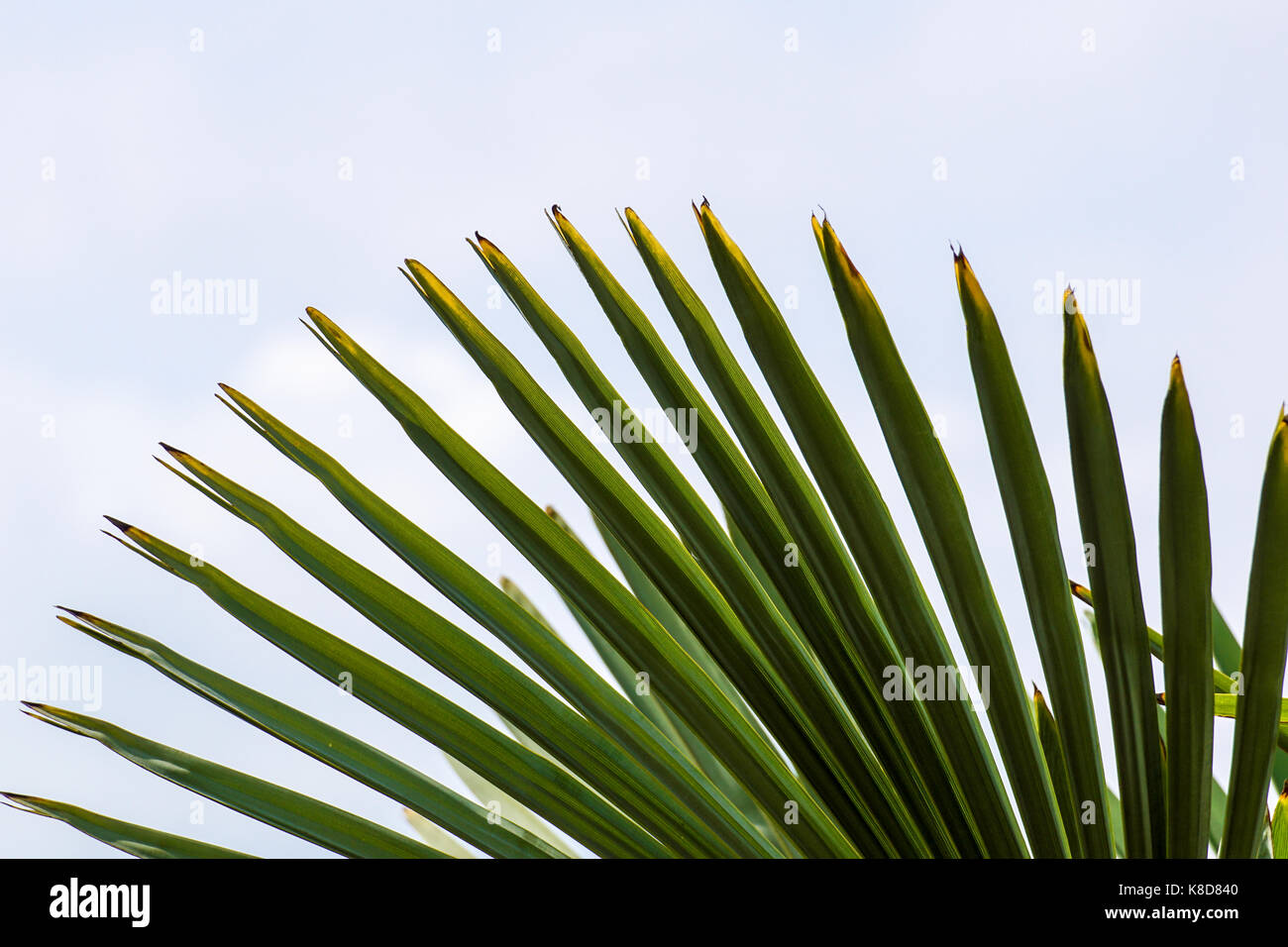 Leaves frame of coconut branches with cloudy blue sky background Stock ...