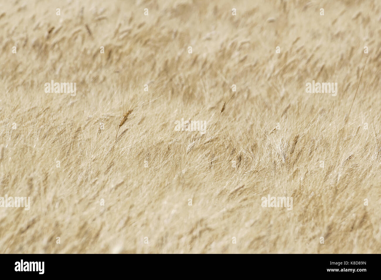Abstract wheat field hi-res stock photography and images - Alamy