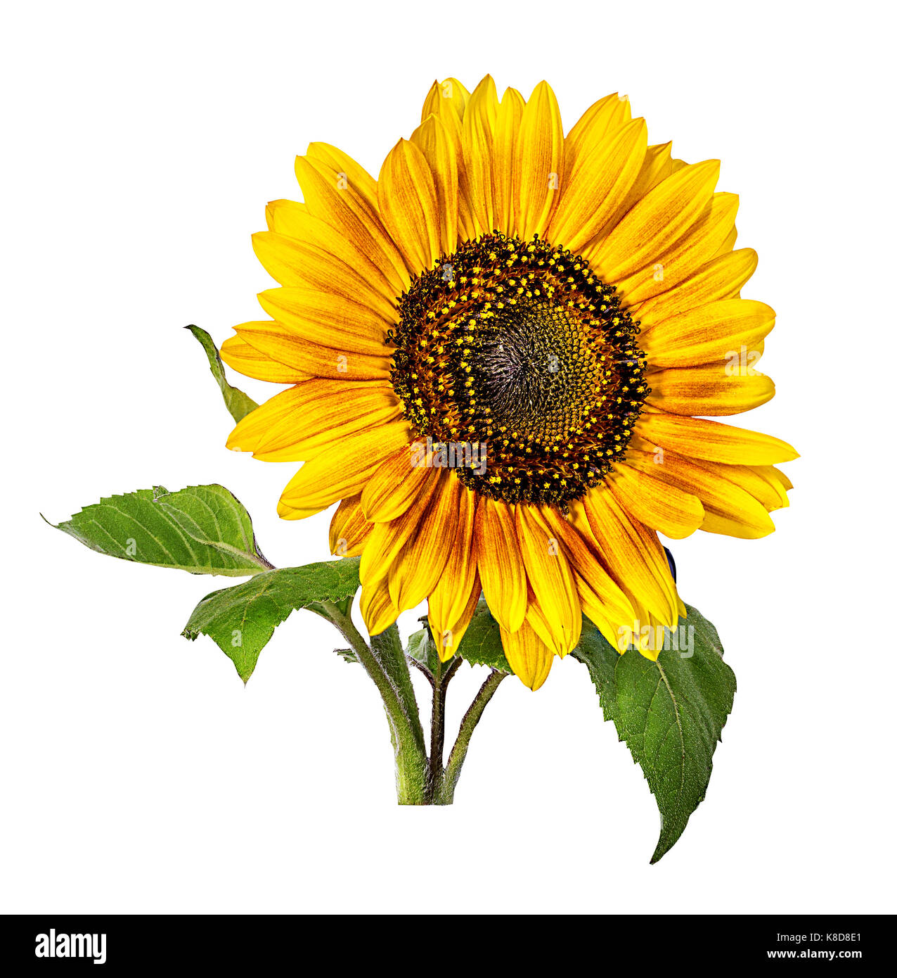 Sunflower isolated on white background Stock Photo - Alamy