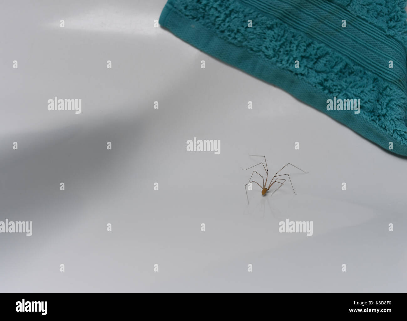 Spider in bath hi-res stock photography and images - Alamy