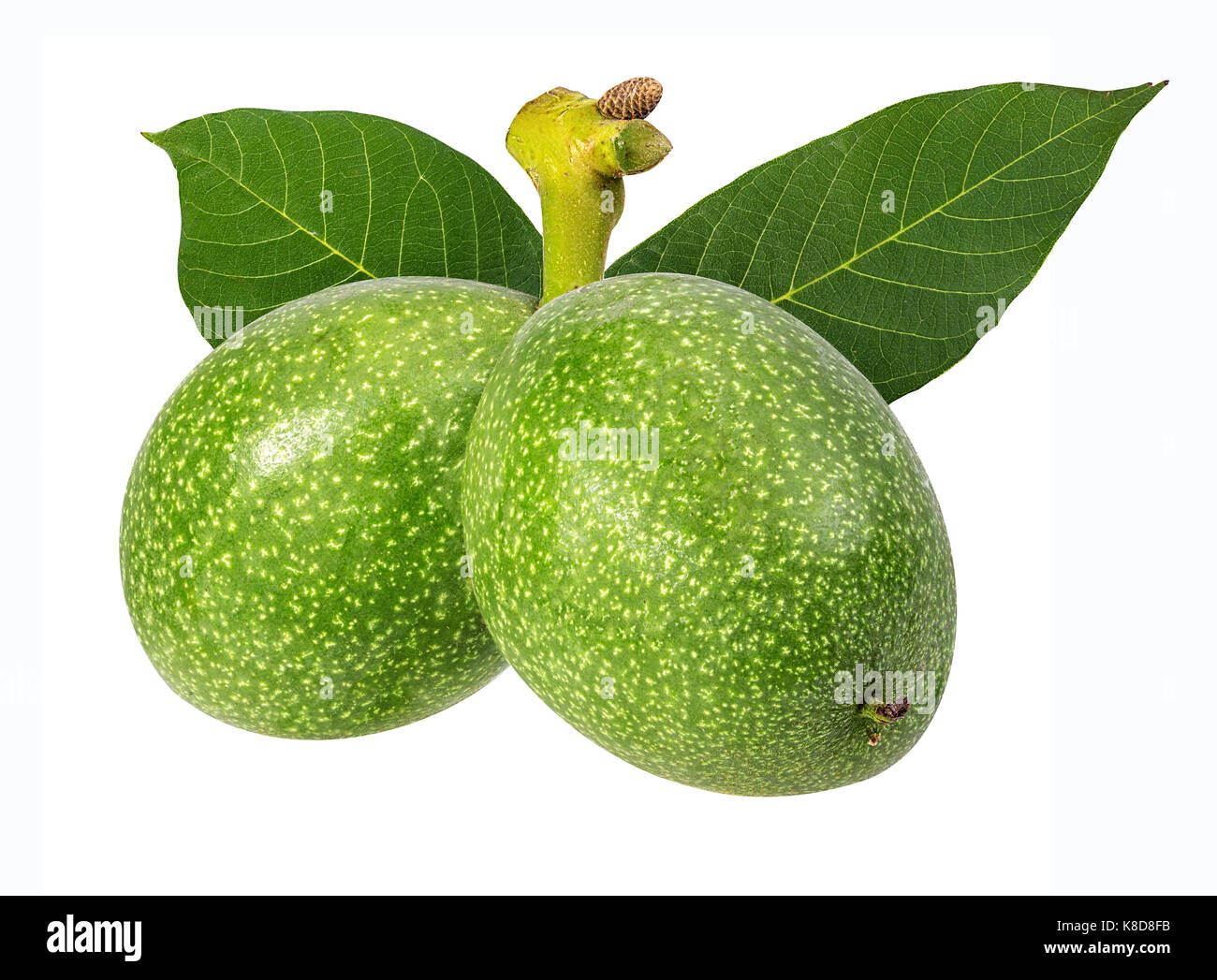 Walnuts isolated on white background Stock Photo - Alamy