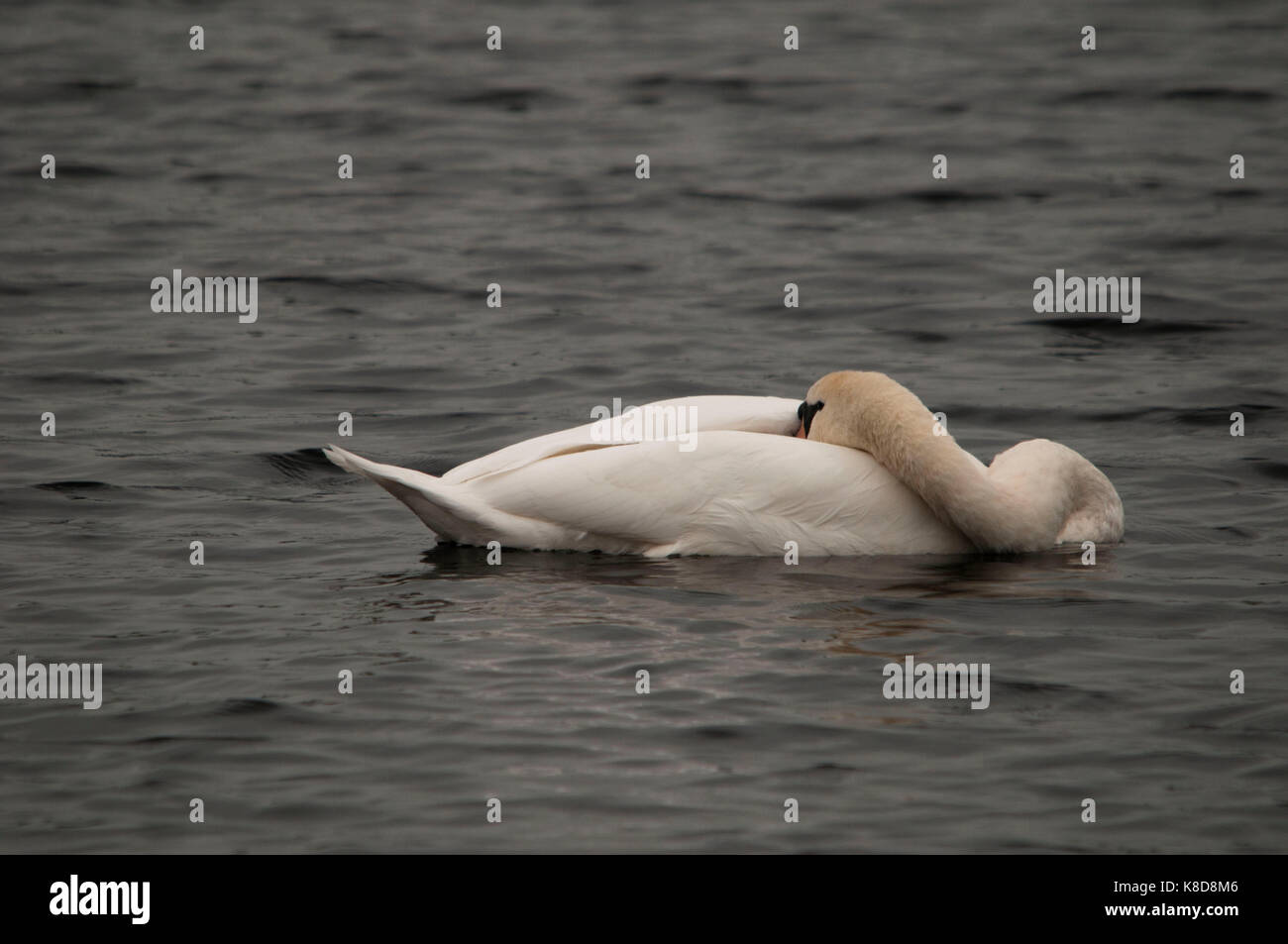 Sleeping swans hi-res stock photography and images - Alamy