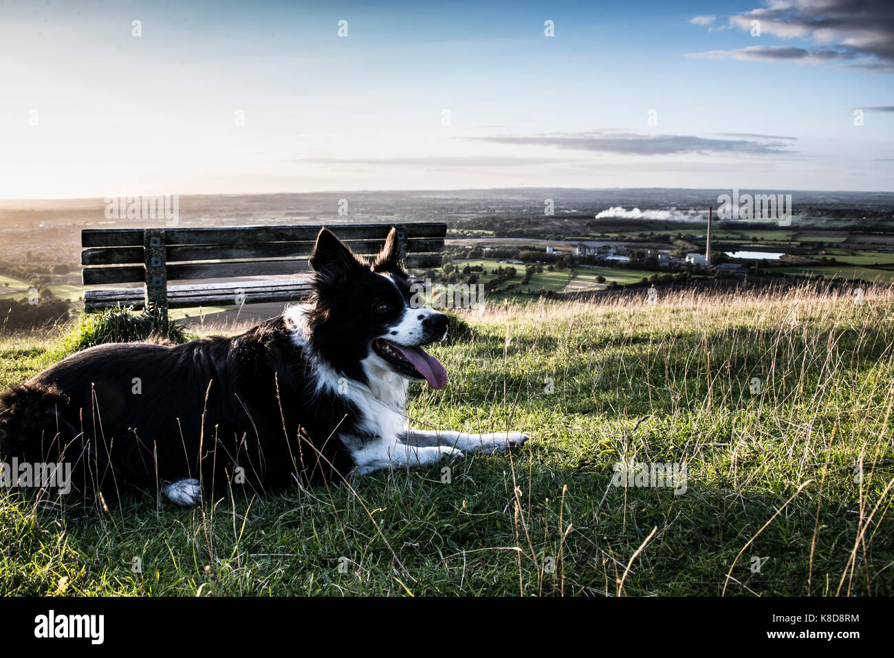 A border collie sat by a bench Stock Photo - Alamy