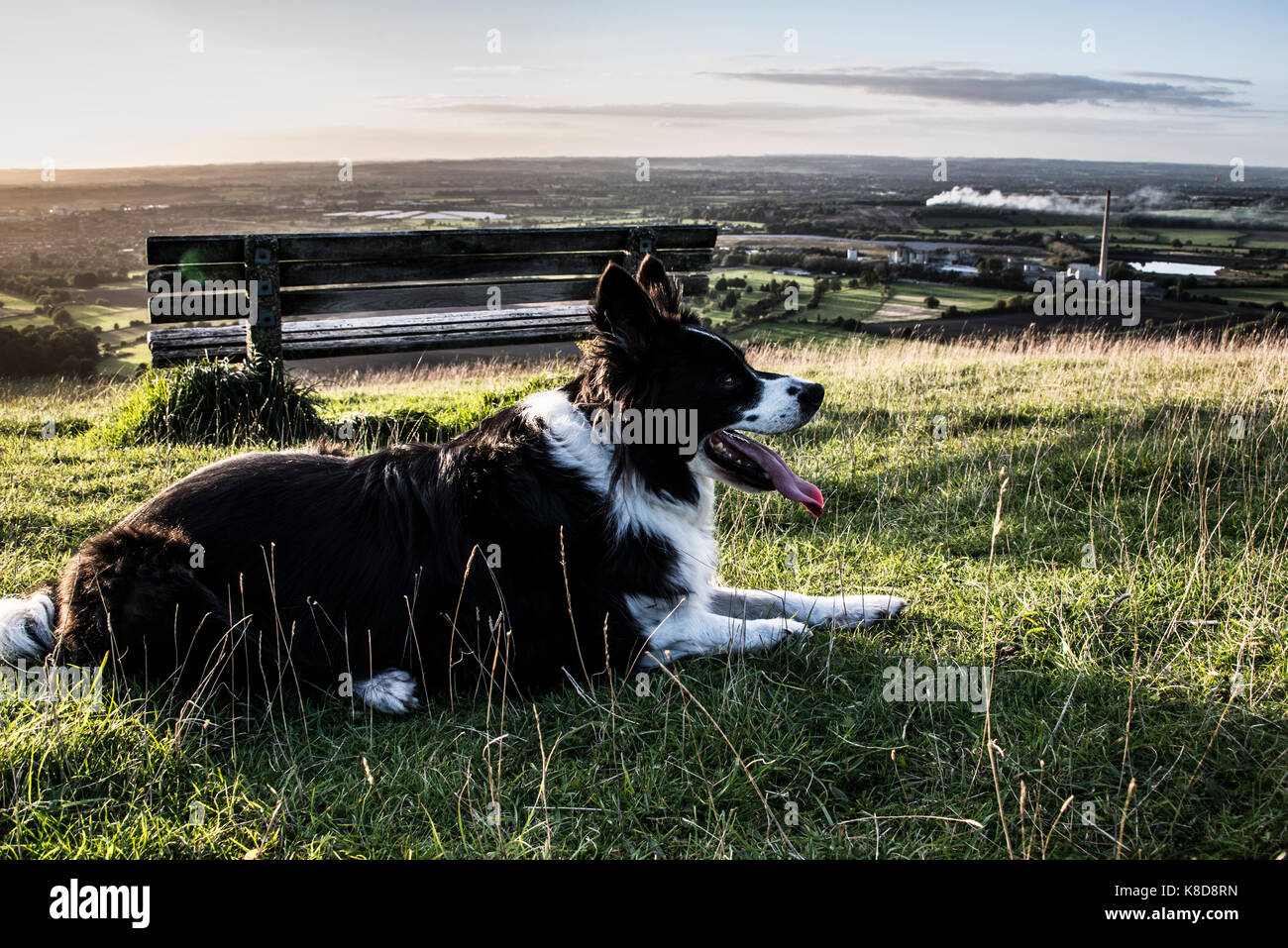 A border collie sat by a bench Stock Photo - Alamy