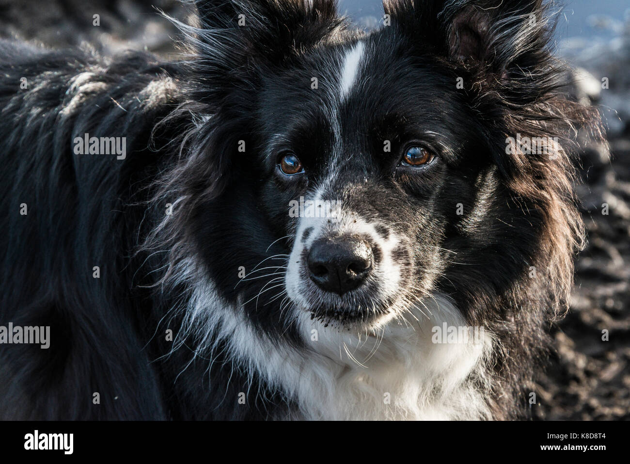 A close up of the face of a border collie dog Stock Photo - Alamy