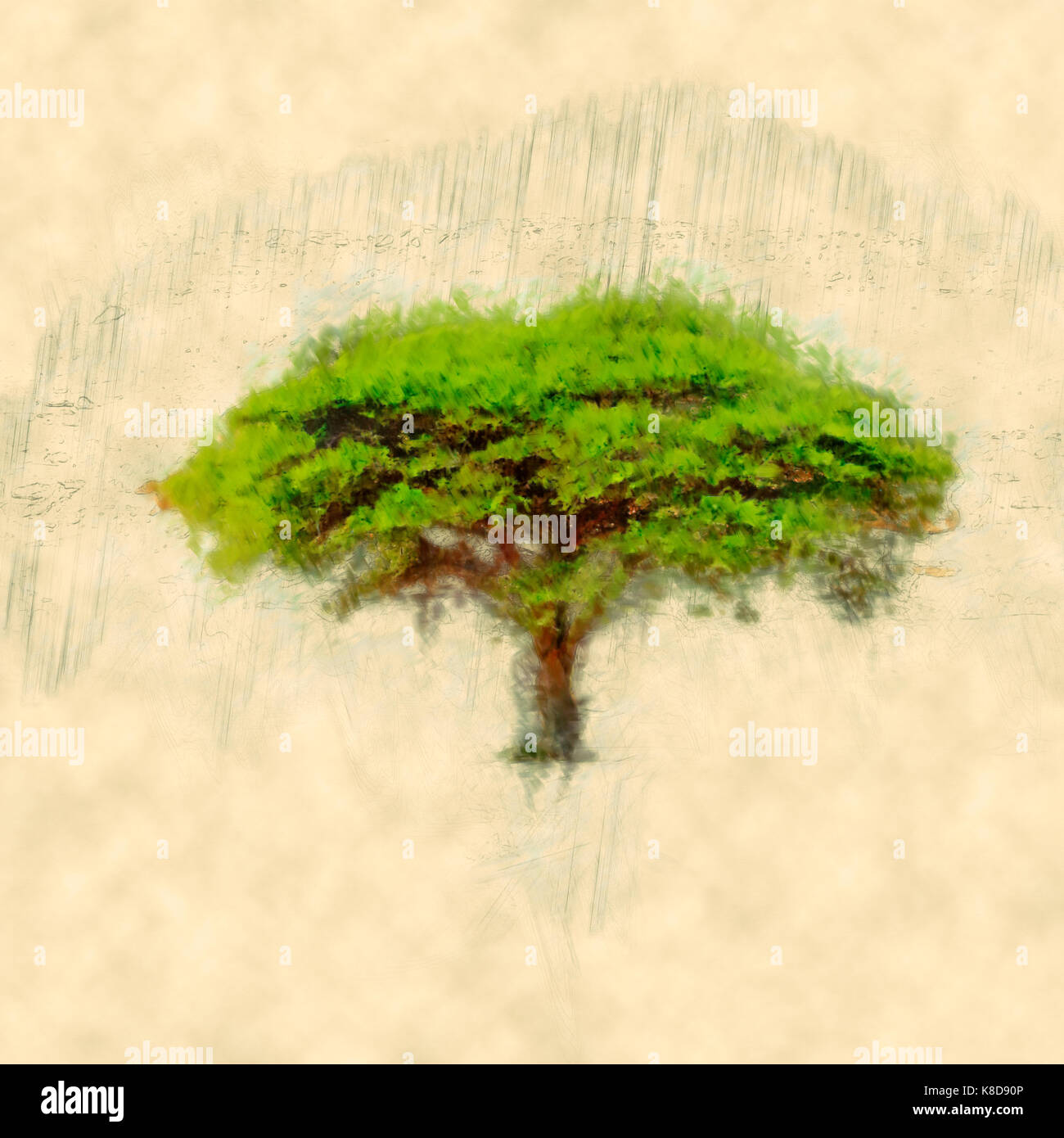 Digitally enhanced image of an Umbrella Thorn Acacia (Acacia tortilis ...