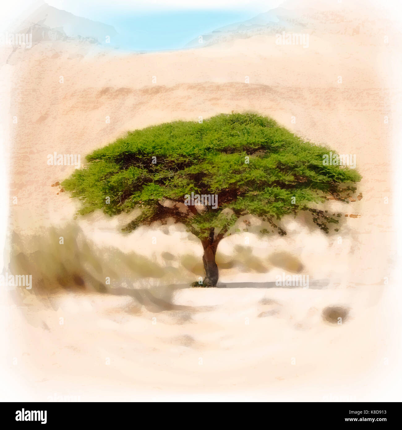 Digitally enhanced image of an Umbrella Thorn Acacia (Acacia tortilis ...