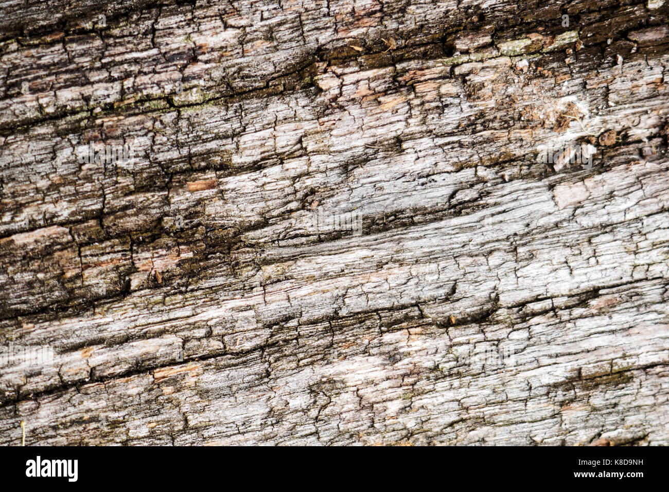Old weathered timber showing signs of rot and weather damage Stock ...