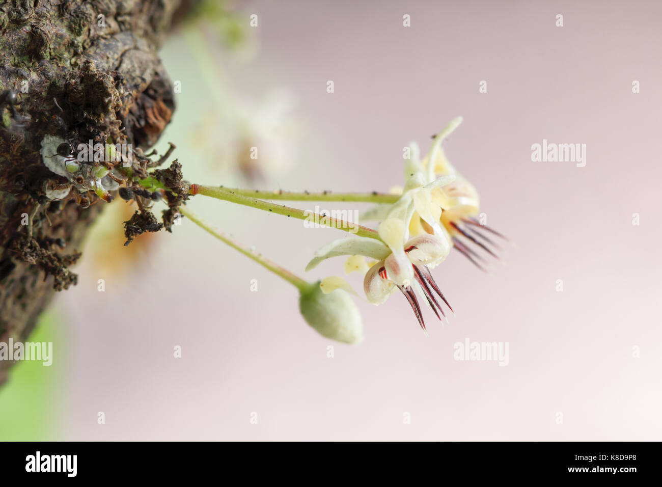 Lateral view cacao flowers (Theobroma cacao): The native plant of ...