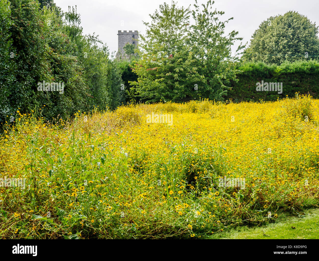 The wild flower meadow at East Ruston Old Vicarage Garden a well known ...