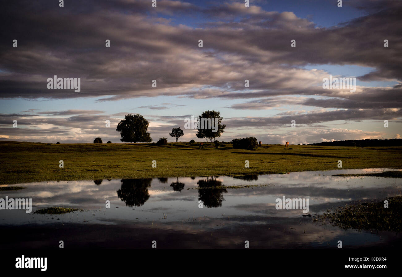 Park wet landscape in summer trees and rain hi-res stock photography ...