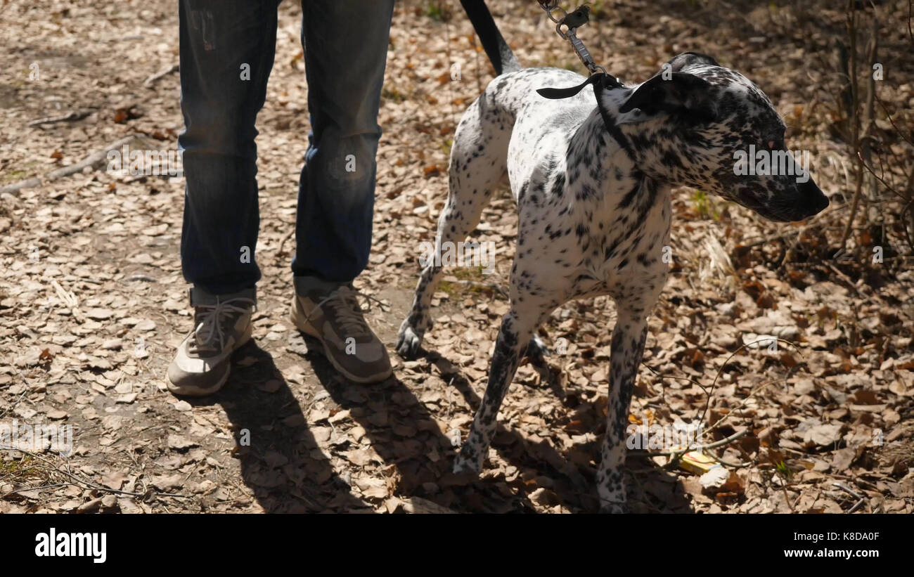 Boy walking dalmatian hi-res stock photography and images - Alamy
