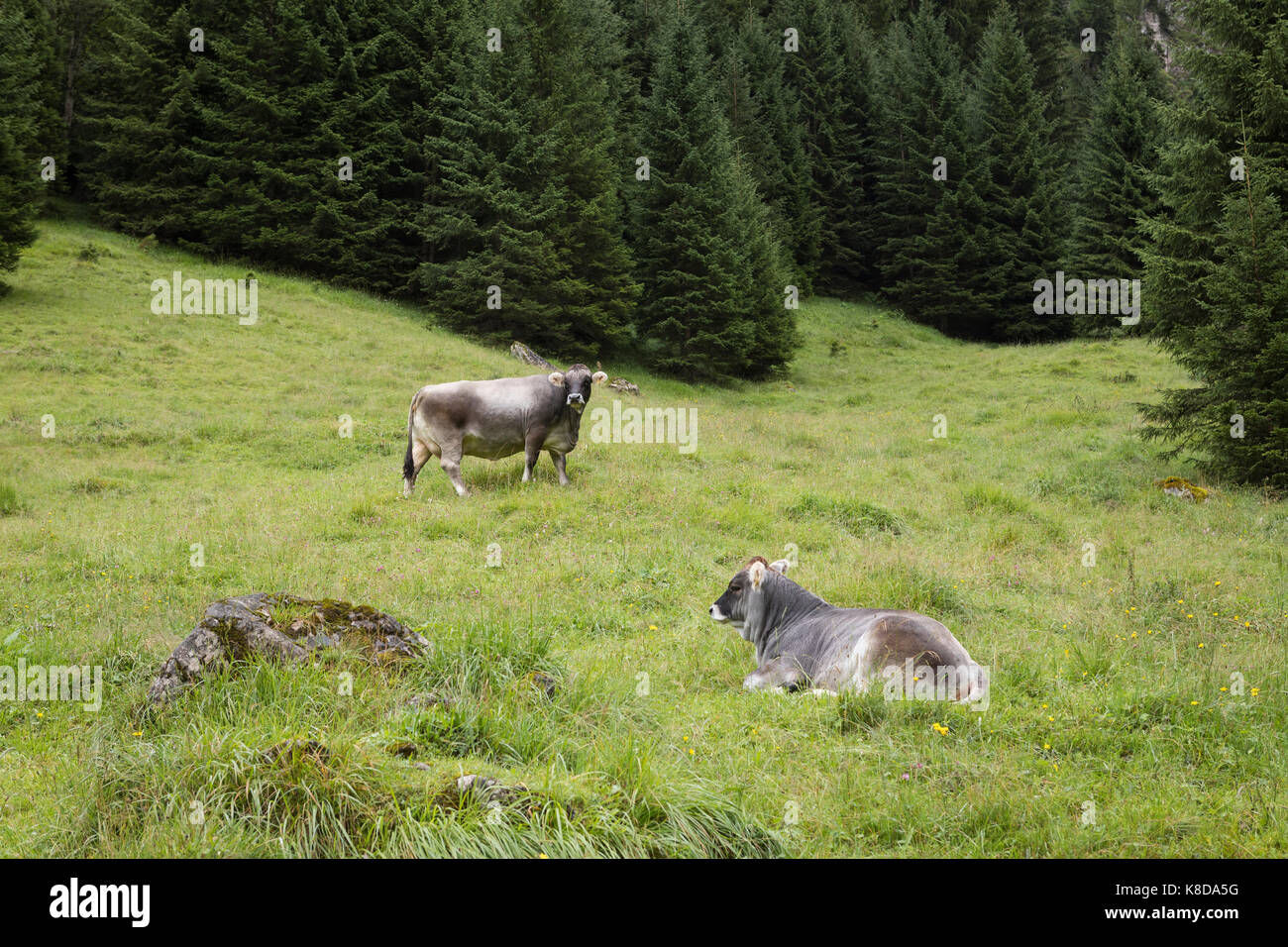 Two Tyrol Grey cows in a Vorarlberg mountain meadow, Austria Stock ...