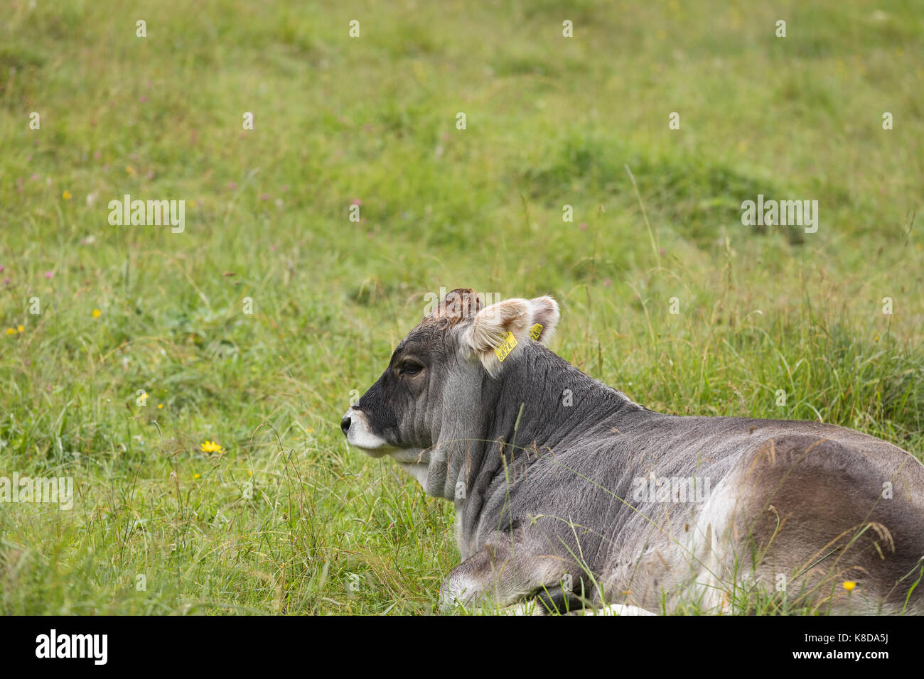 Tyrol grey calf lying in the meadow, Austria Stock Photo - Alamy