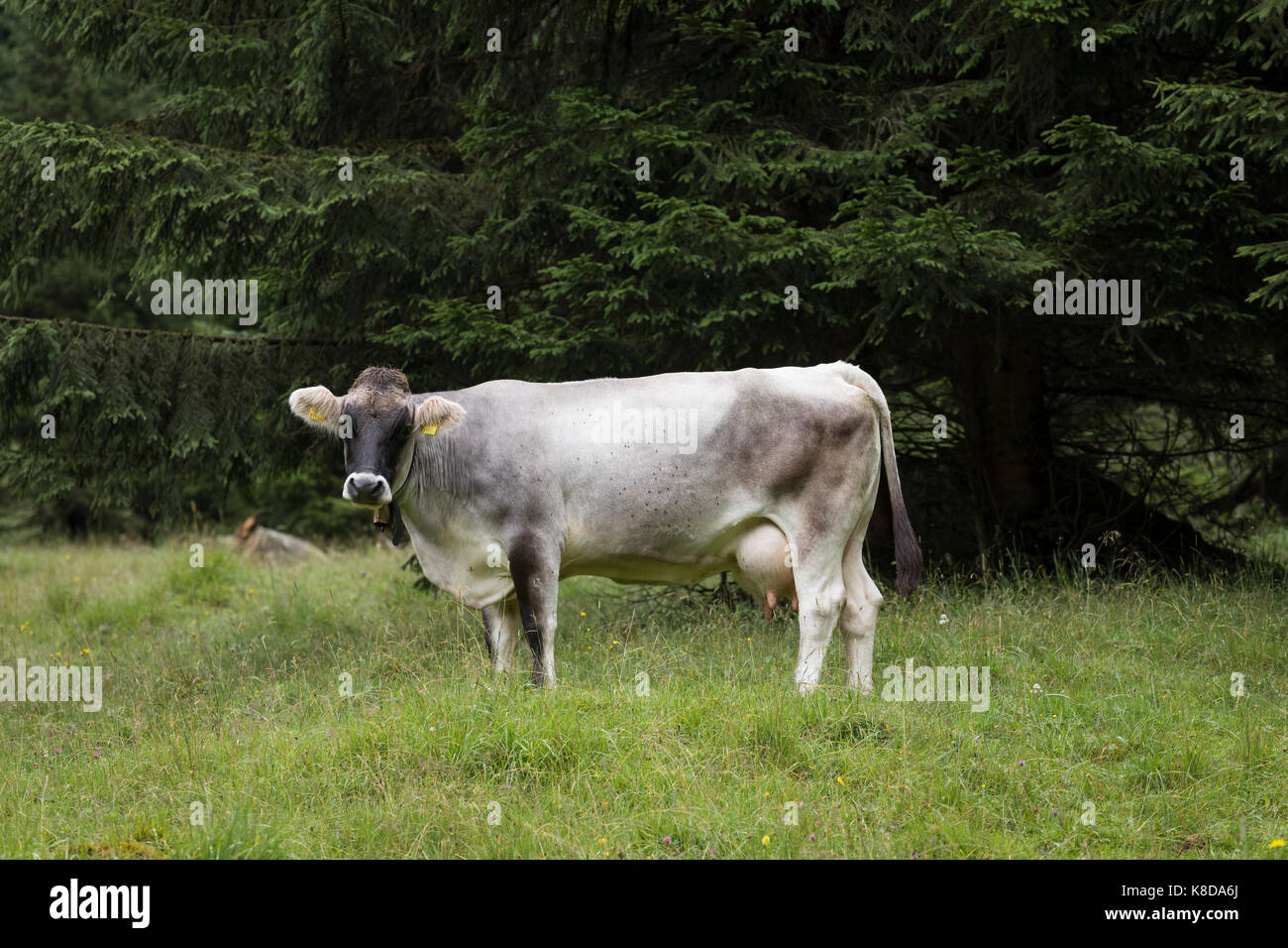 Tyrol grey cow standing in a Vorarlberg mountain meadow, Austria Stock ...