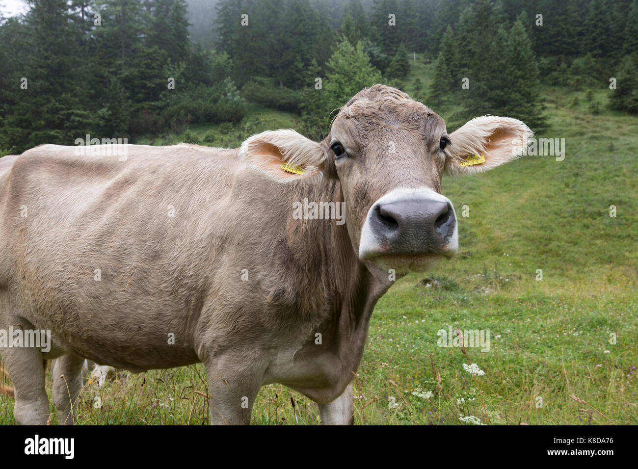 Tyrol grey cattle hi-res stock photography and images - Alamy
