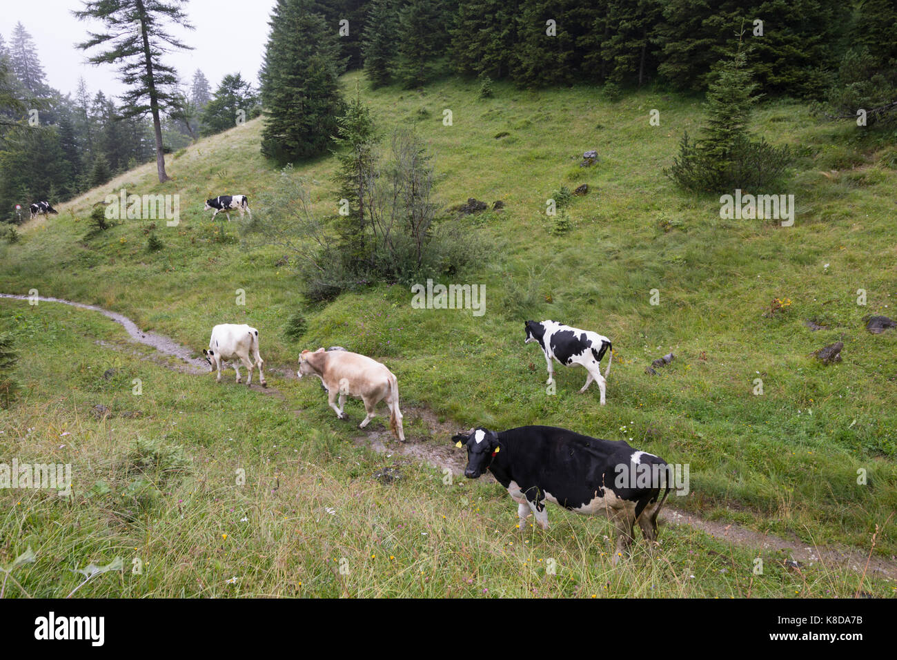 Austrian cows hi-res stock photography and images - Alamy