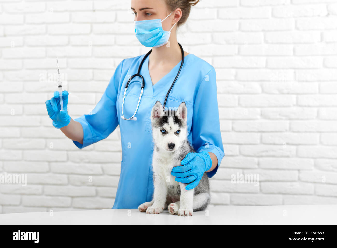Veterinarian in hospital doing injection by little husky dog Stock ...
